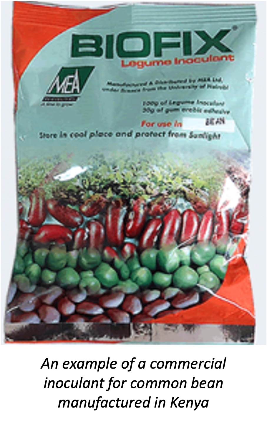 Seed Inoculation with Rhizobia