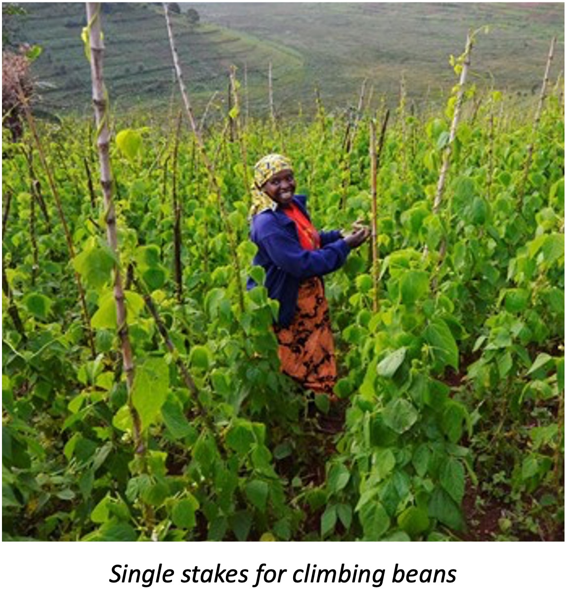 Low-Cost Staking for Climbing Beans